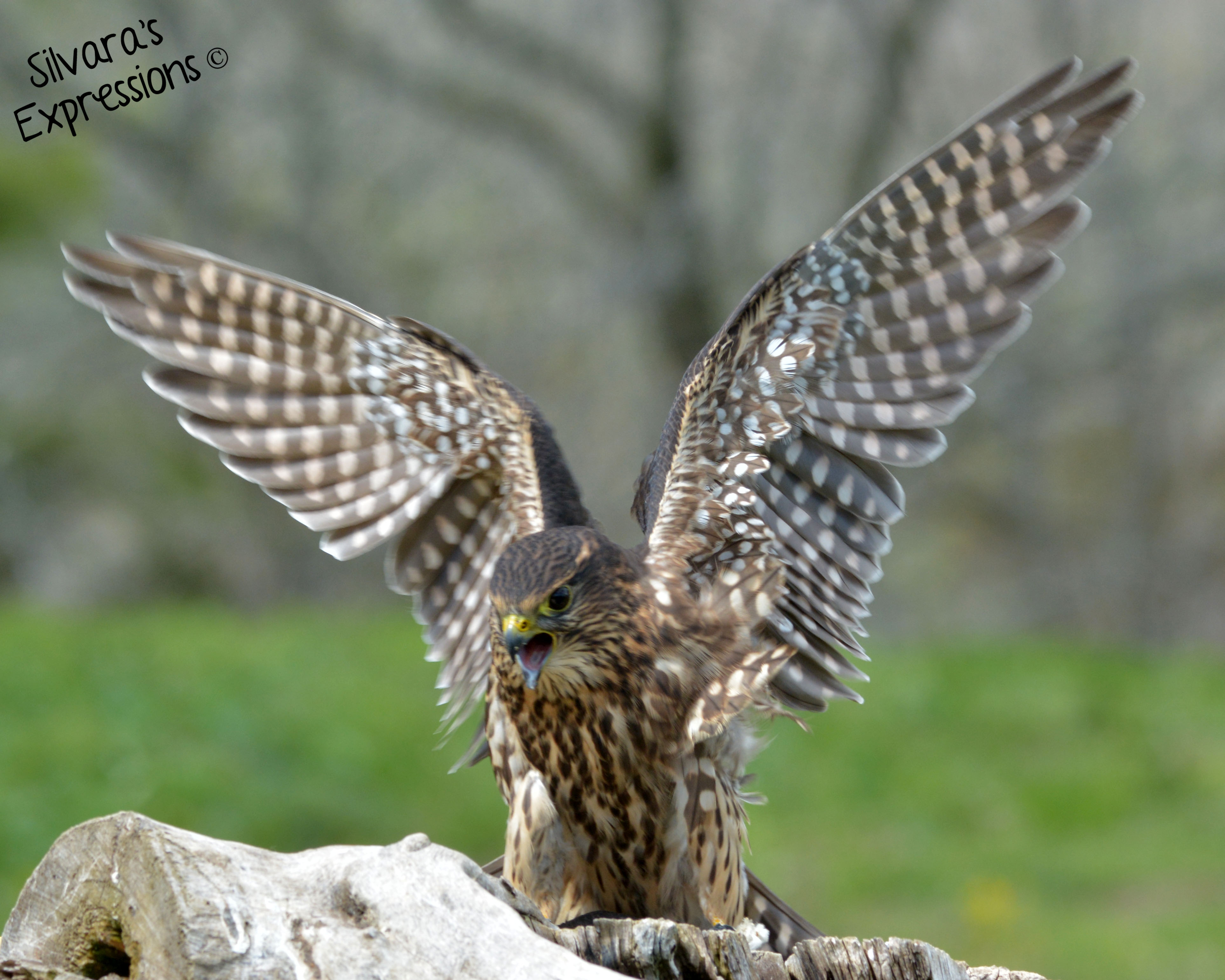 Merlin Falcon – Silvara's Expressions